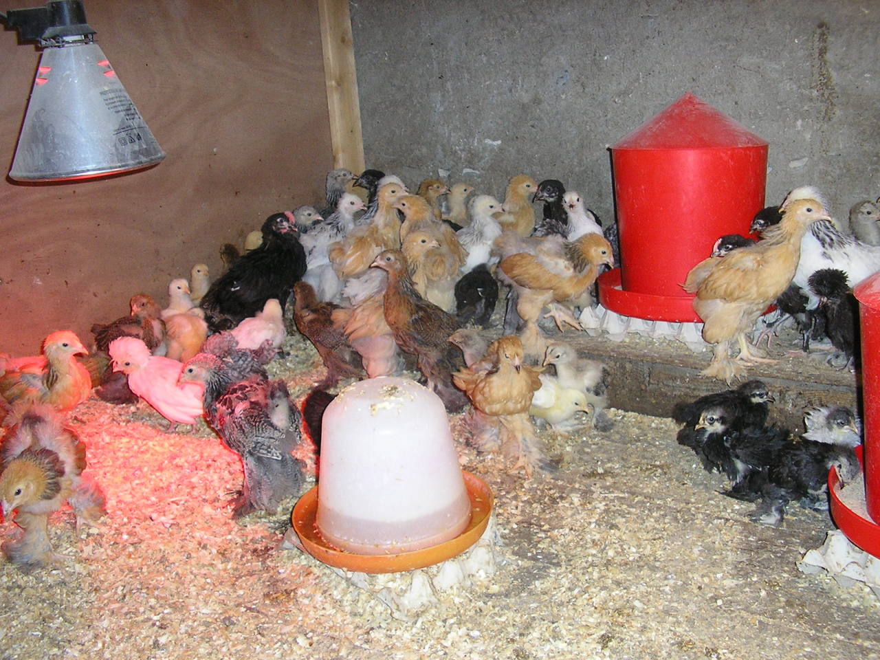 Comment elever des poussins